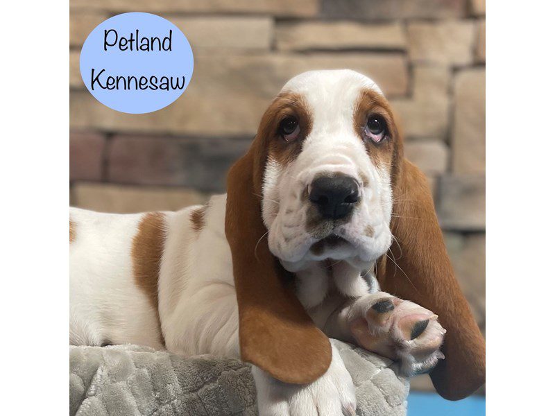 Basset Hound Small Animal Lemon / White ID:29175 Located at Petland ...