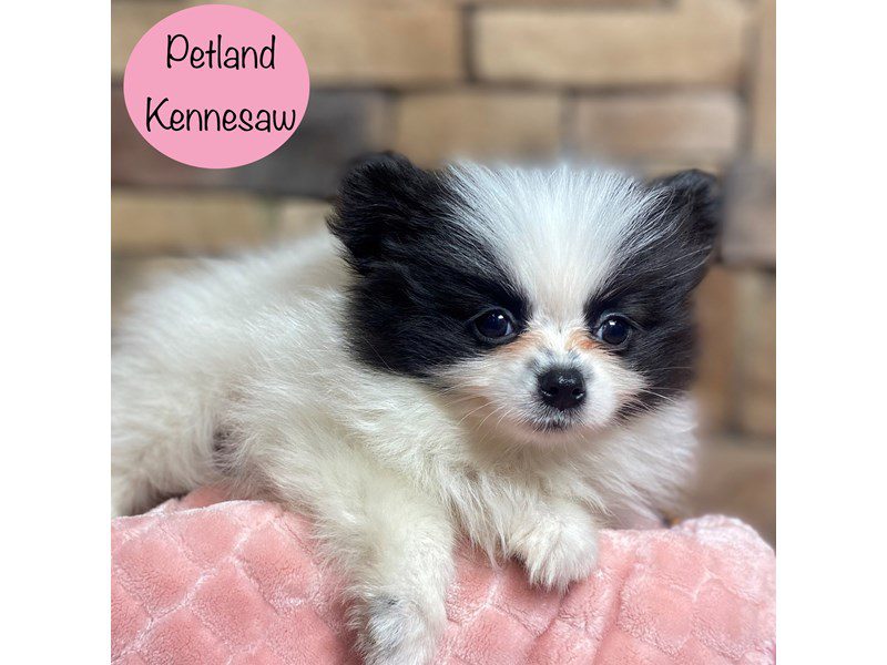 Pomeranian Puppies - Breed Info - Petland Kennesaw, Georgia