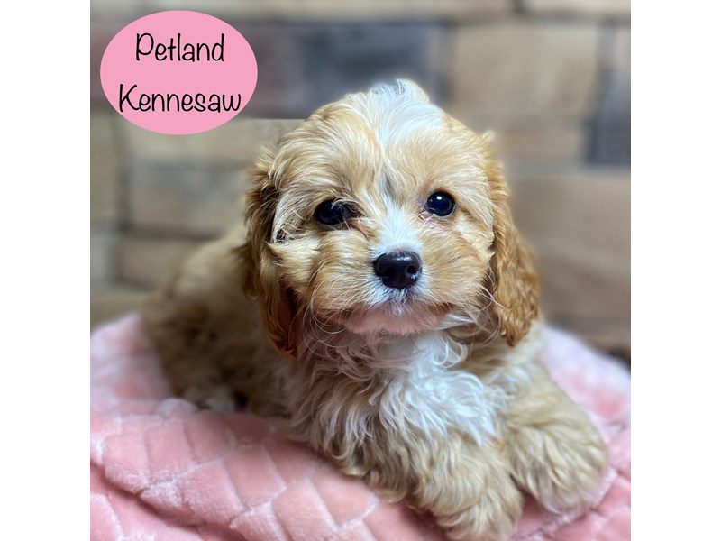 Cavapoo Small Animal Red ID:29282 Located at Petland Kennesaw, Georgia