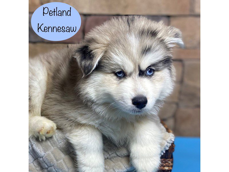 Pomsky Small Animal Sable Merle ID:29265 Located at Petland Kennesaw ...
