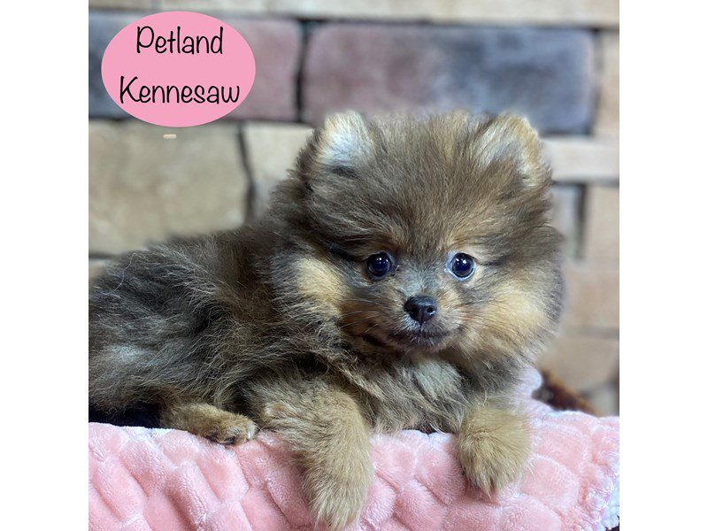 Pomeranian Puppies - Breed Info - Petland Kennesaw, Georgia
