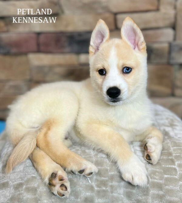 Pomsky 2nd Gen - Petland Kennesaw, Georgia