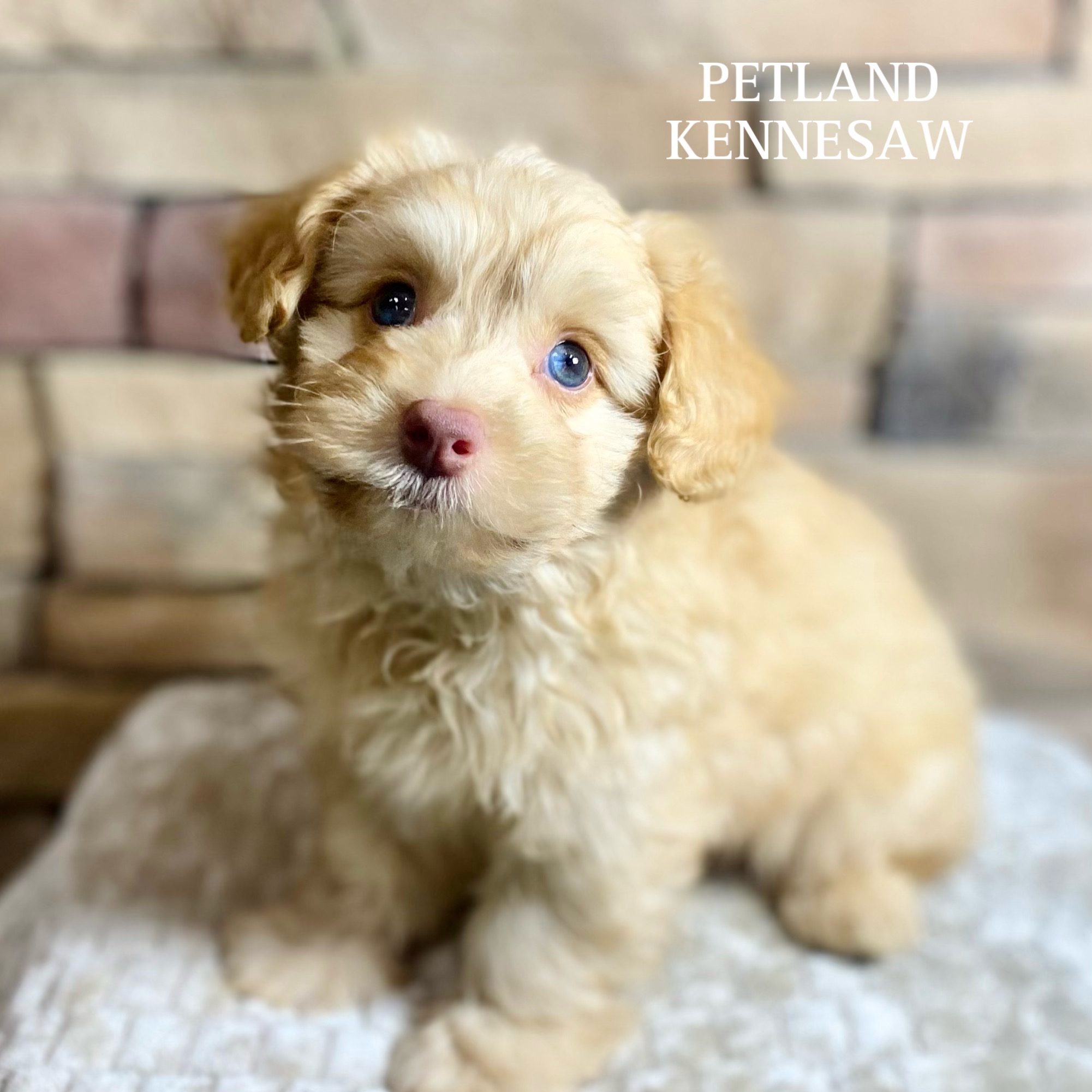 Pomapoo Puppies - Breed Info - Petland Kennesaw, Georgia