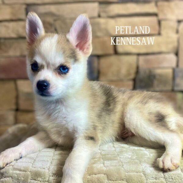 Pomsky 2nd Gen - Petland Kennesaw, Georgia
