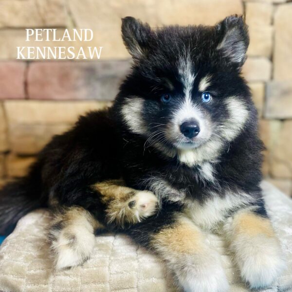 Pomsky Puppies For Sale - Petland Kennesaw, Georgia