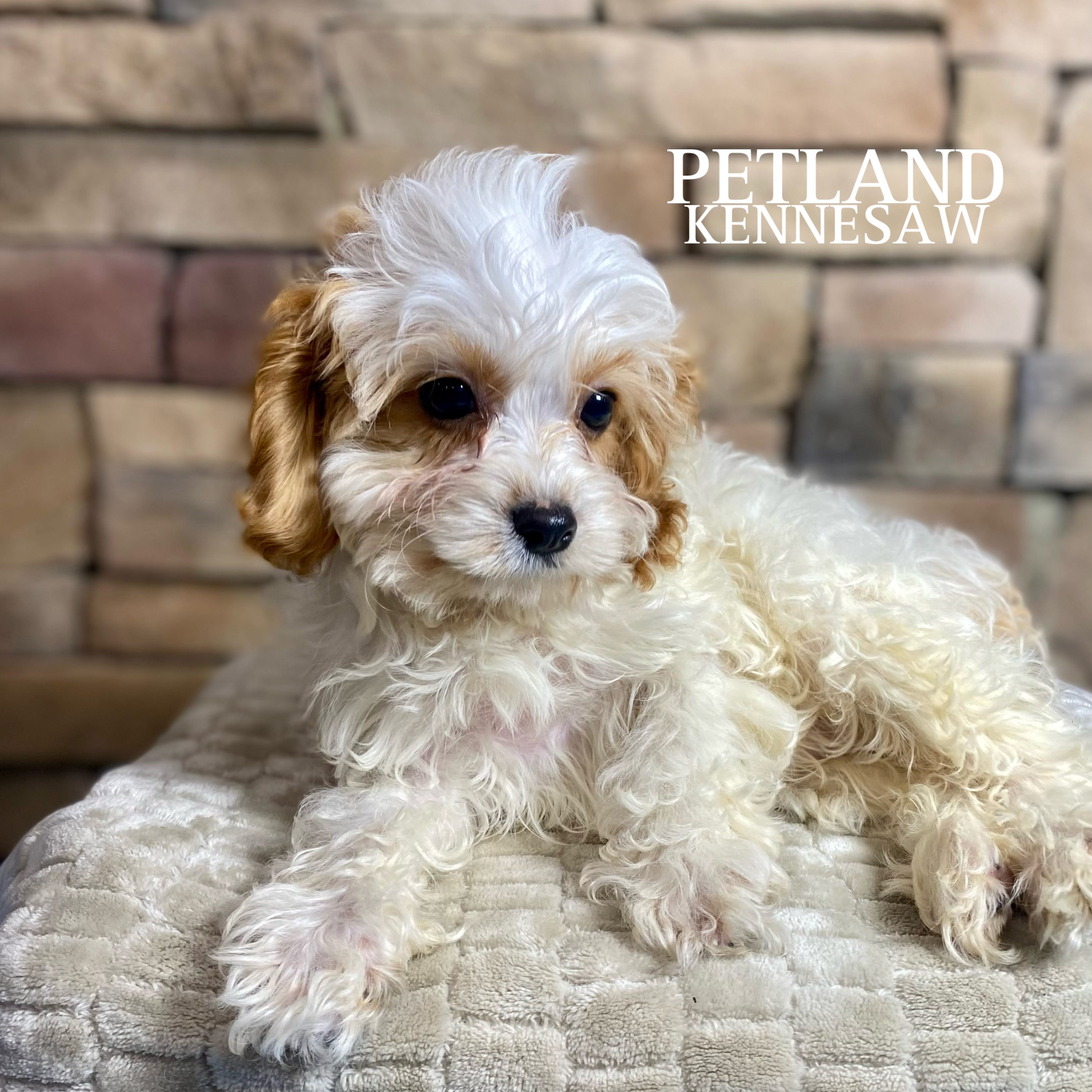 White Cavapoo Puppies