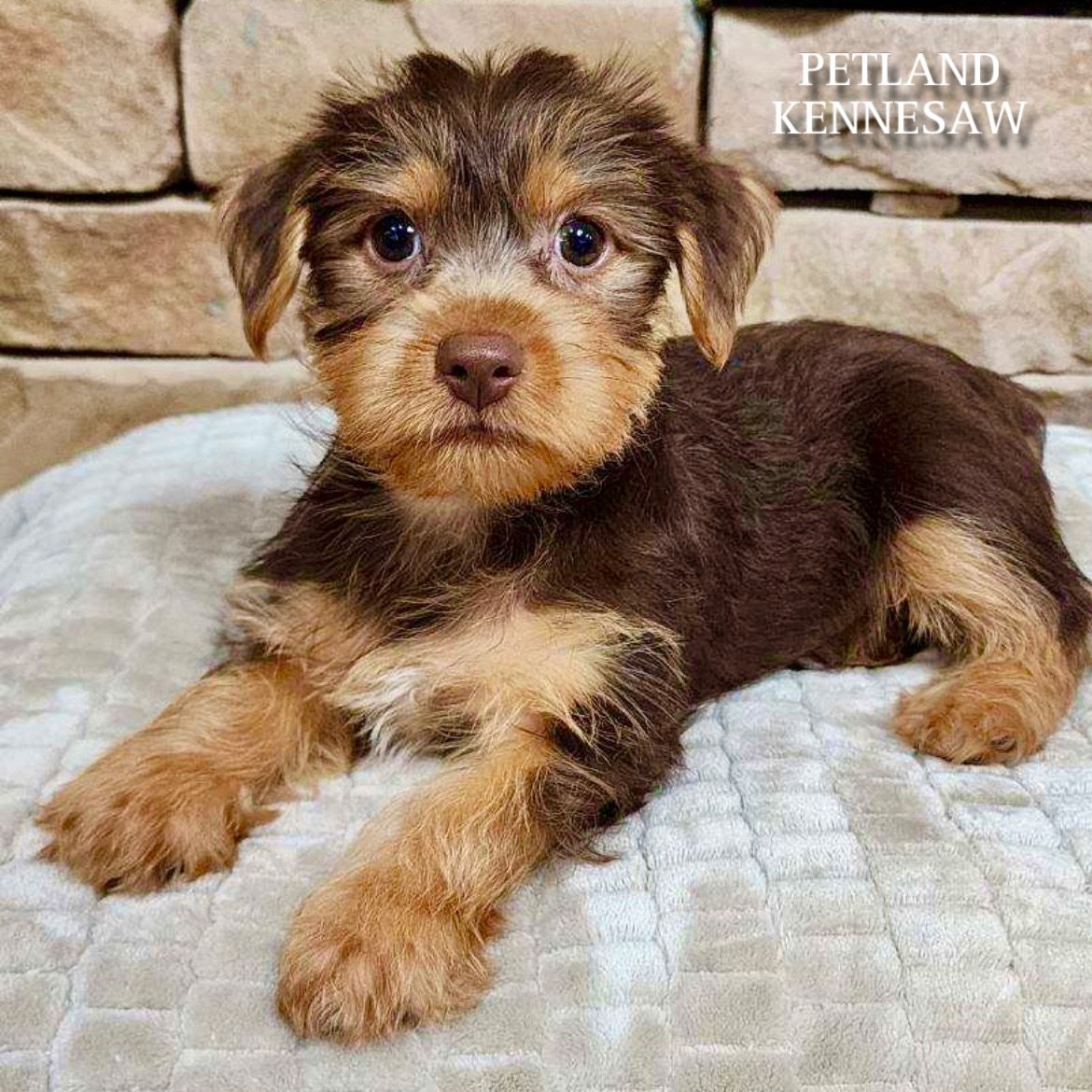 Puppy Chocolate Tan ID:529705 Located At Petland Kennesaw,