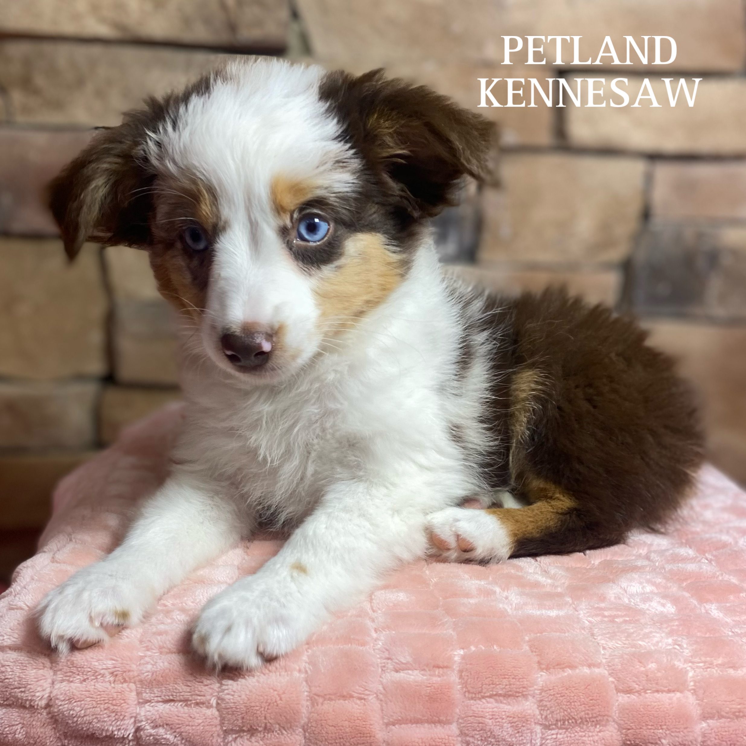 Red Merle Mini Australian Shepherd Puppy