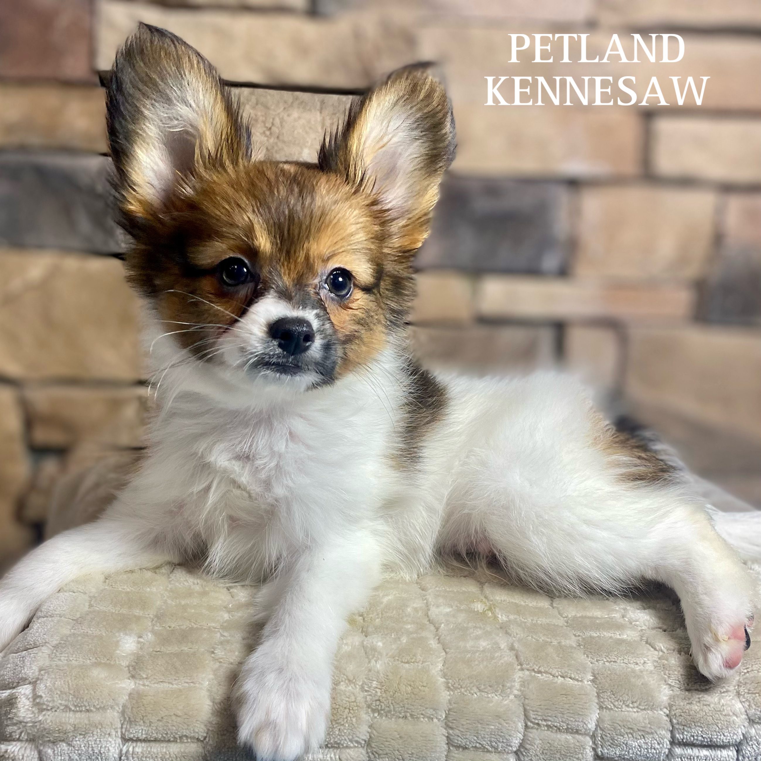 Chihuahua Papillon Mix Puppies
