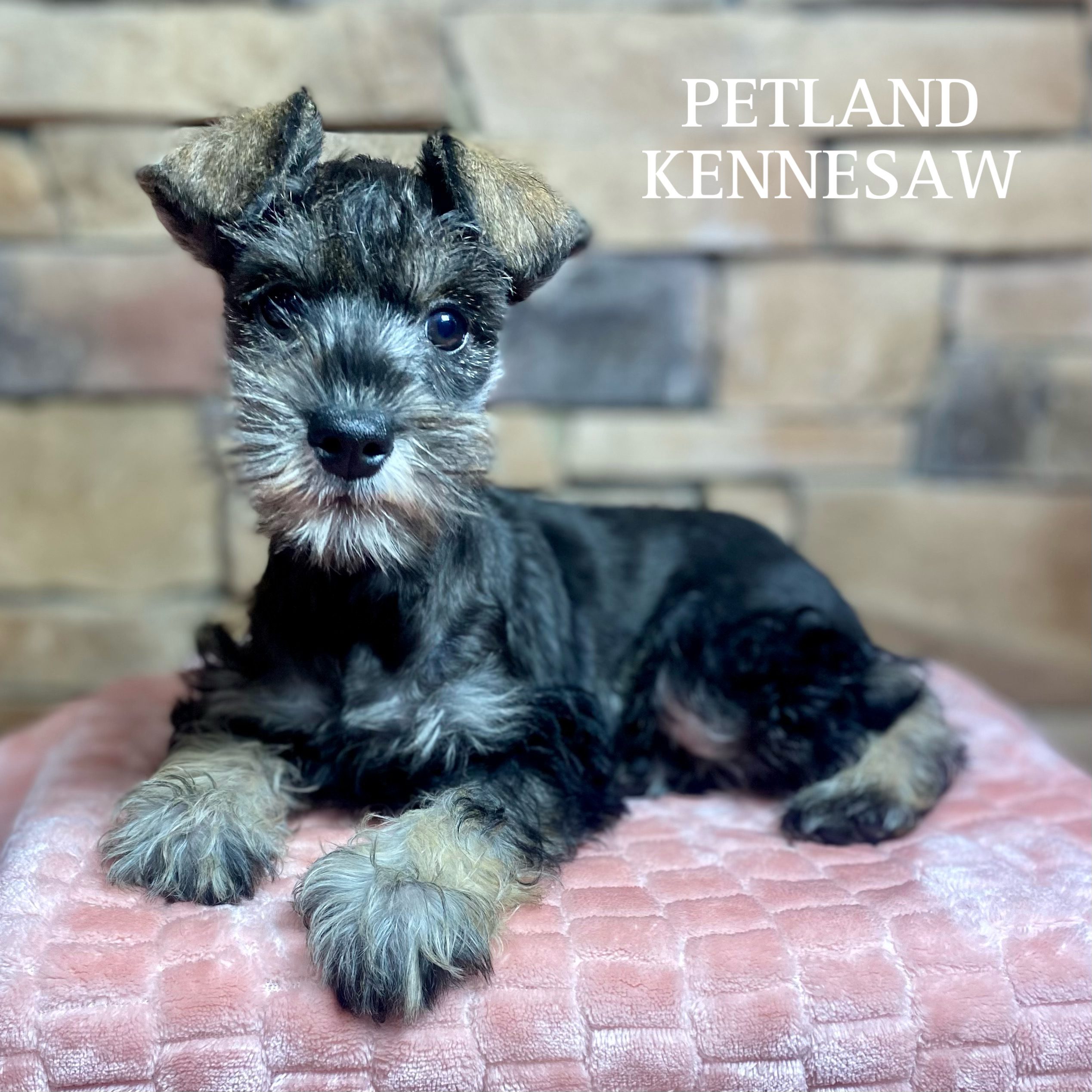 Salt And Pepper Standard Schnauzer Puppies