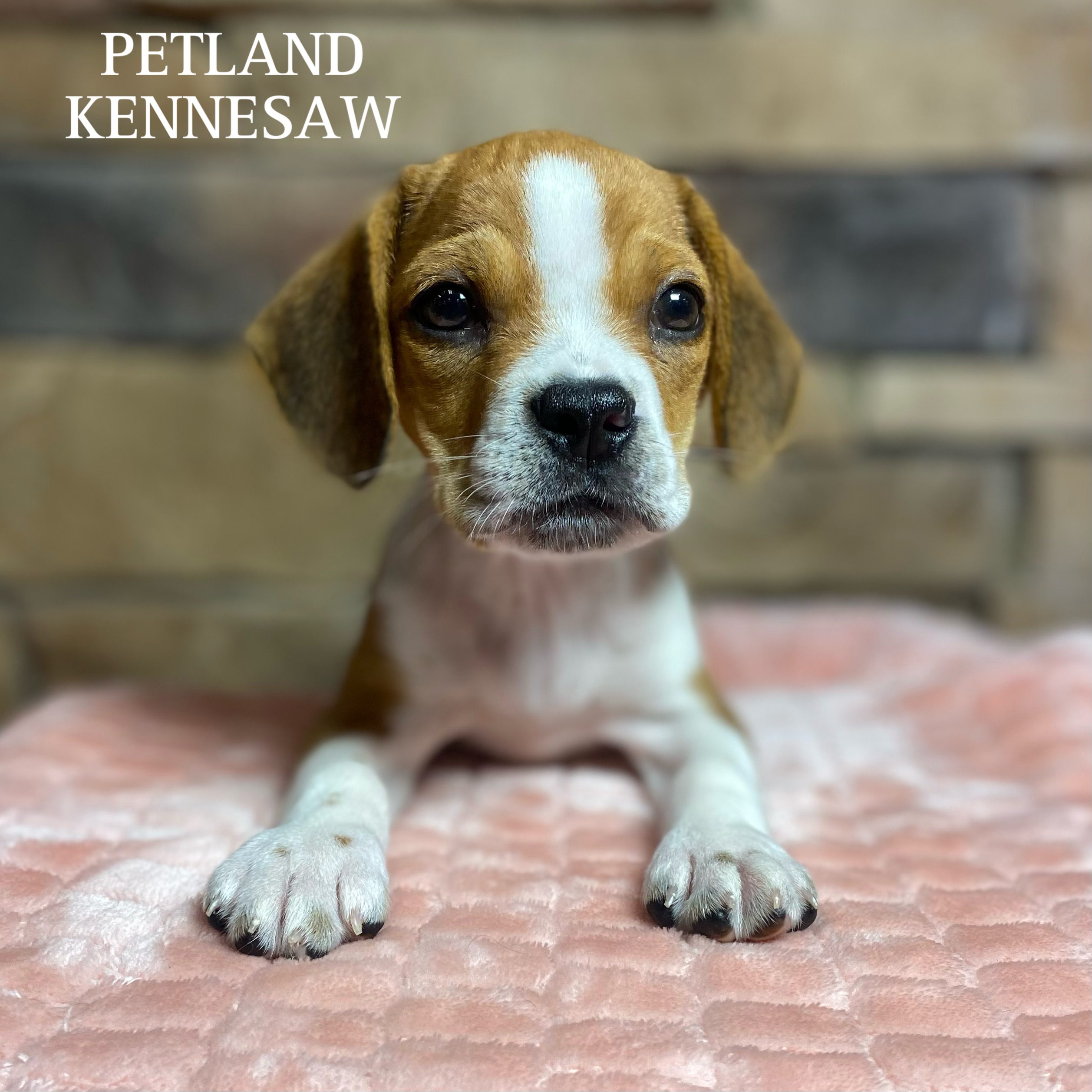 Boxer Beagle Mix Full Grown