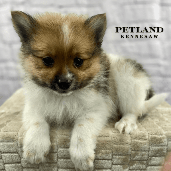 Pomeranian - Petland Kennesaw, Georgia