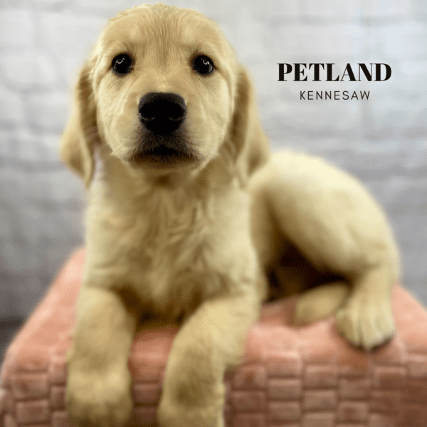 Golden Retriever Puppies - Petland Kennesaw, Georgia