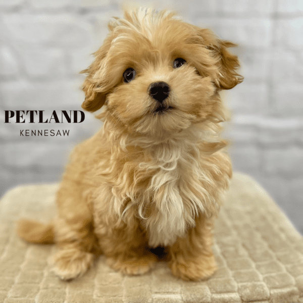 Havapoo Puppy BLUE MERLE ID:26341 Located at Petland Kennesaw, Georgia