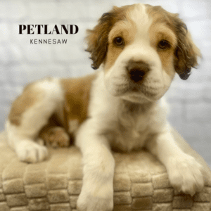 Dogs & Puppies for Sale Near Atlanta - Petland Kennesaw, Georgia