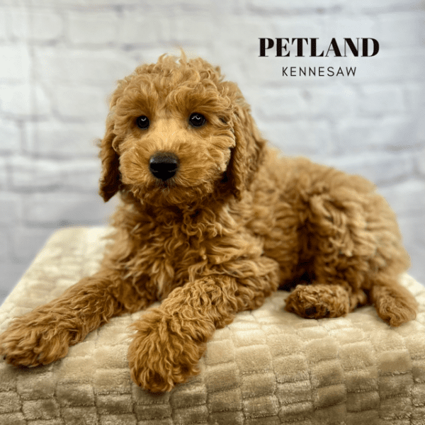 Miniature Goldendoodle 2nd Gen Small Animal Red ID:29377 Located at ...