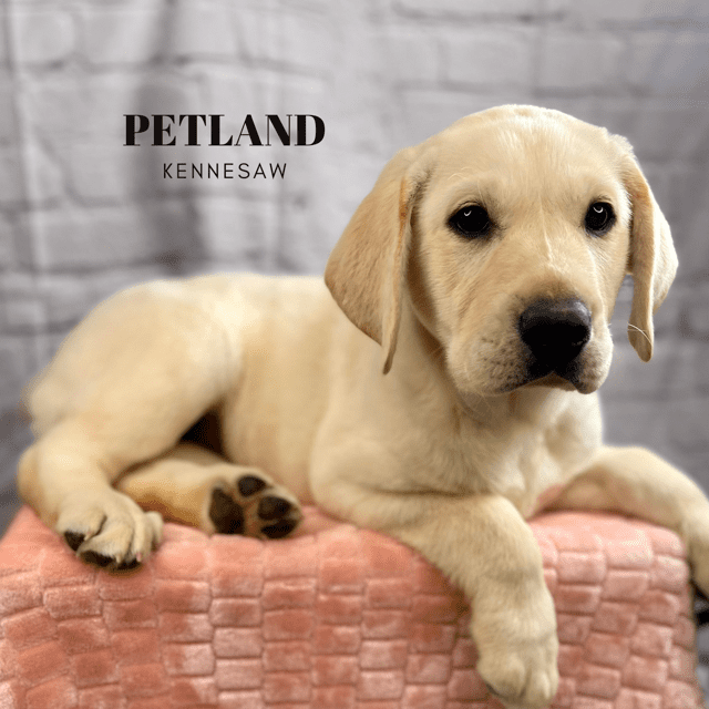 Labrador Retriever Puppies For Sale - Petland Kennesaw, Georgia