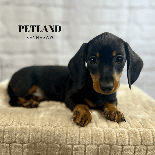 Dogs & Puppies for Sale Near Atlanta - Petland Kennesaw, Georgia
