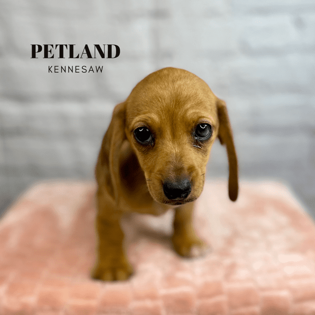 Dogs & Puppies for Sale Near Atlanta - Petland Kennesaw, Georgia