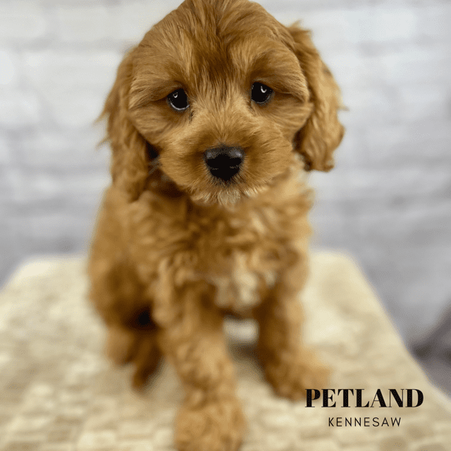 Cavapoo Puppies For Sale - Petland Kennesaw, Georgia