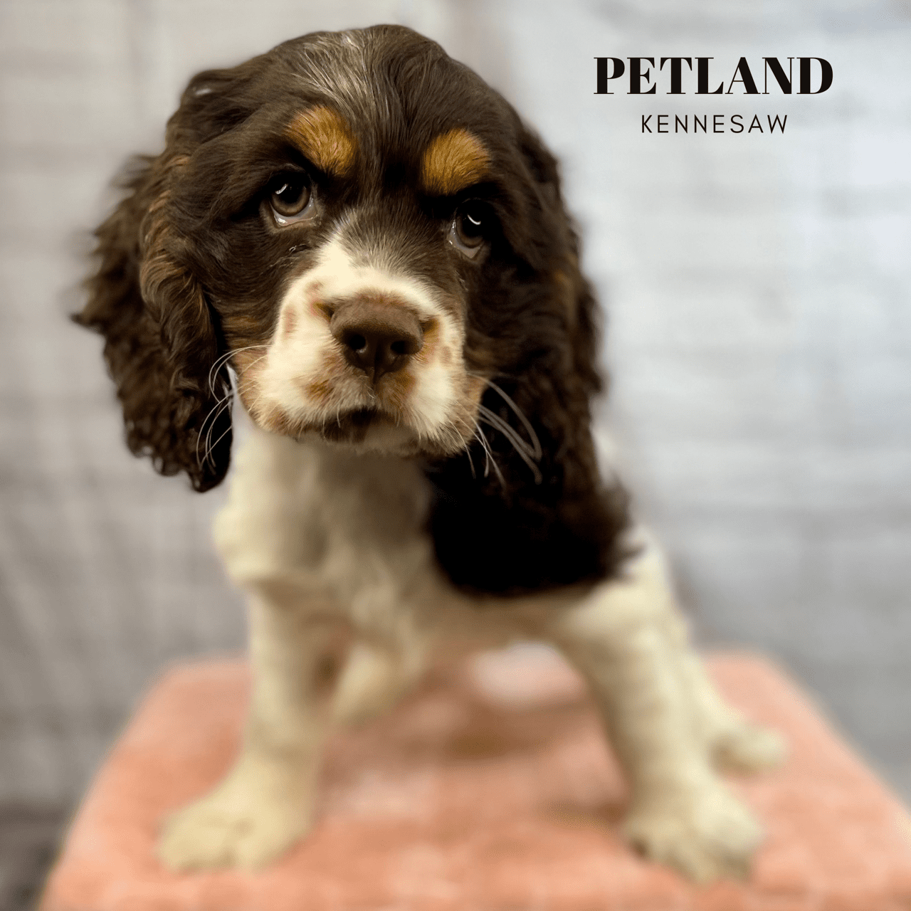 Cocker Spaniel Puppies For Sale - Petland Kennesaw, Georgia