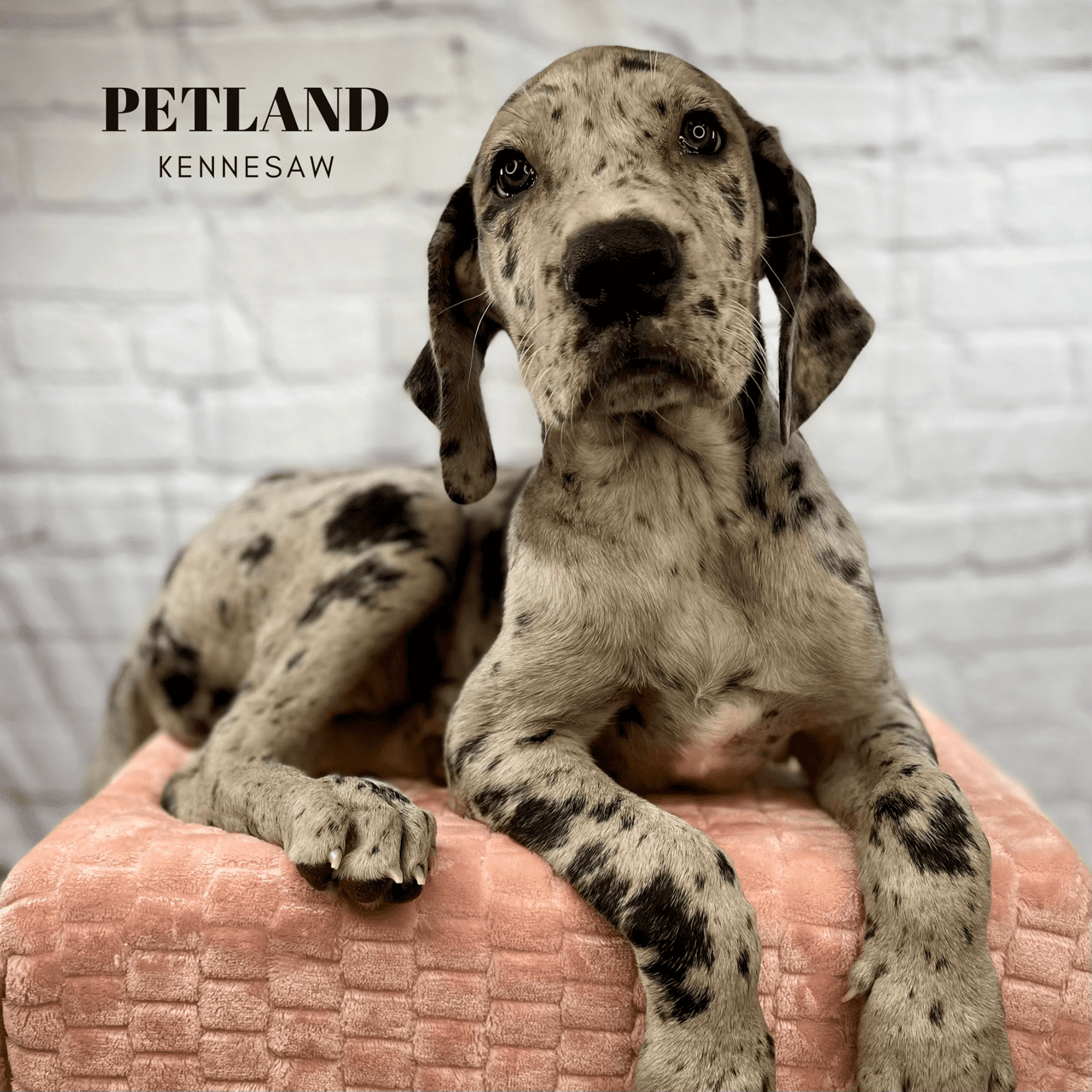 Dogs & Puppies for Sale Near Atlanta - Petland Kennesaw, Georgia