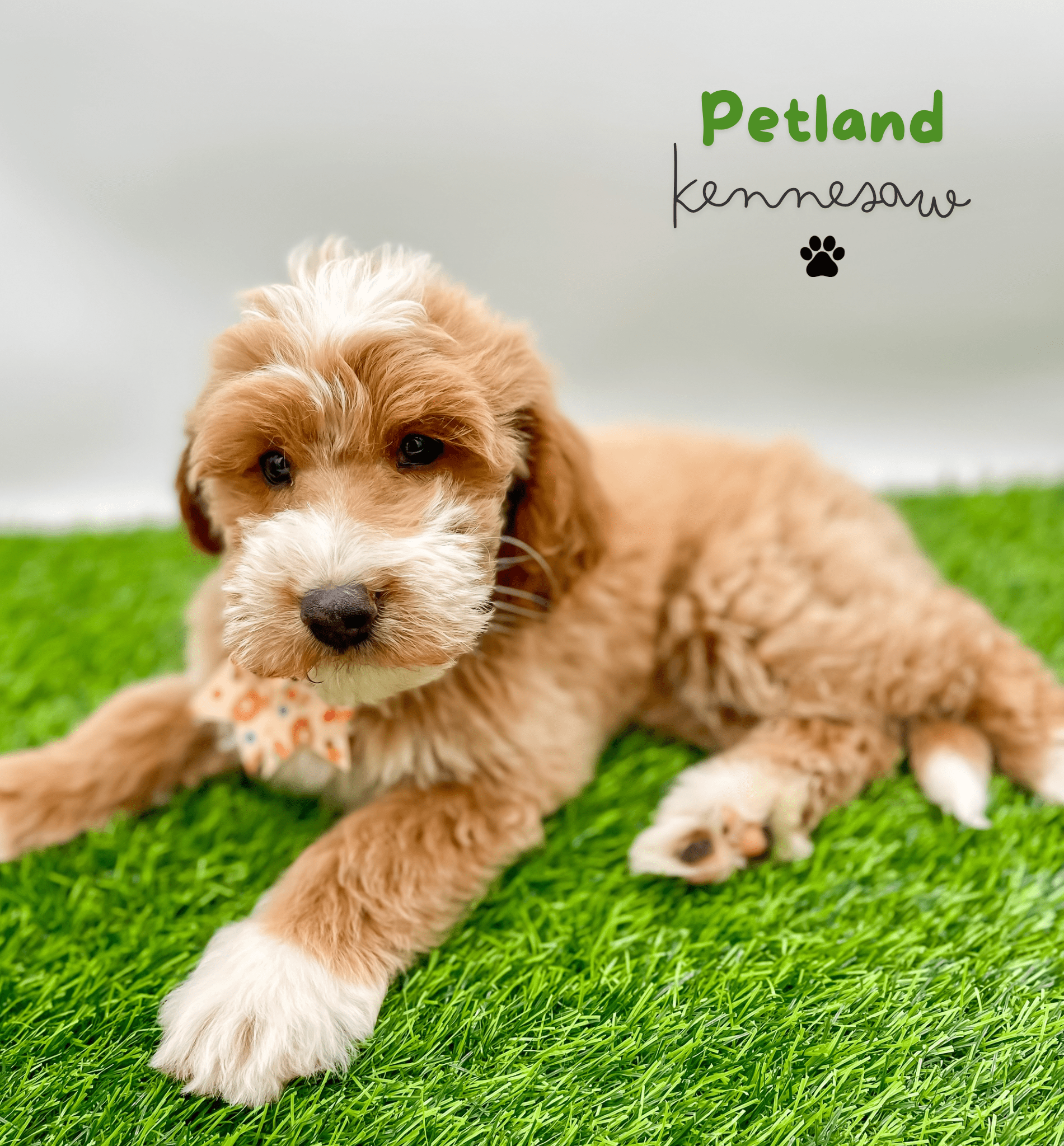 Goldendoodle Mini 2nd Gen For Sale - Petland Kennesaw, Georgia