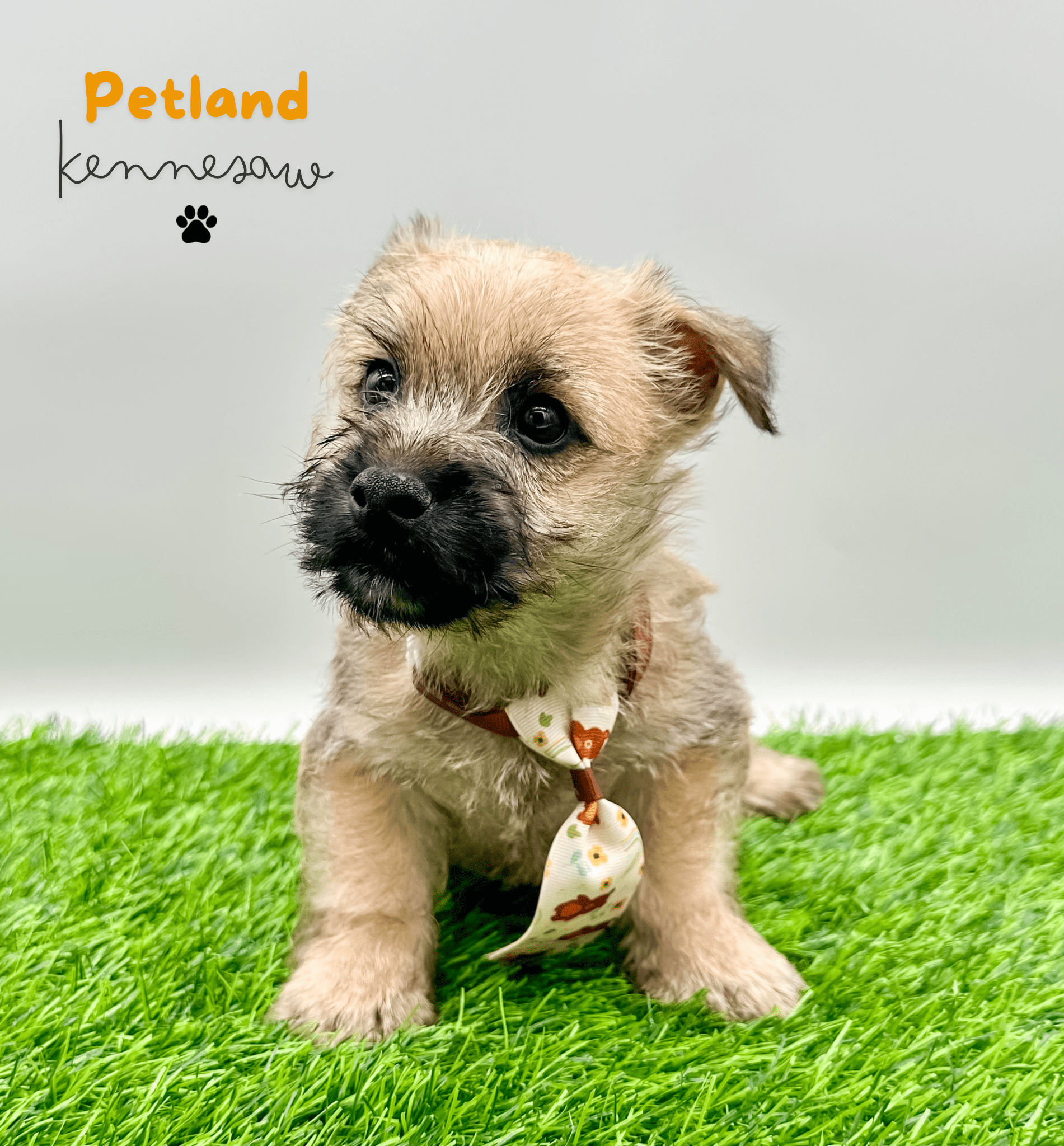 Dogs & Puppies for Sale Near Atlanta - Petland Kennesaw, Georgia