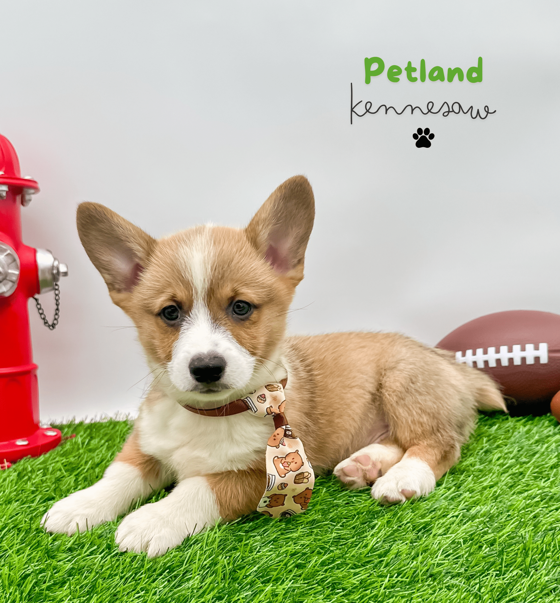 Petland Kennesaw, Georgia - Puppies, Pet Supplies & Food