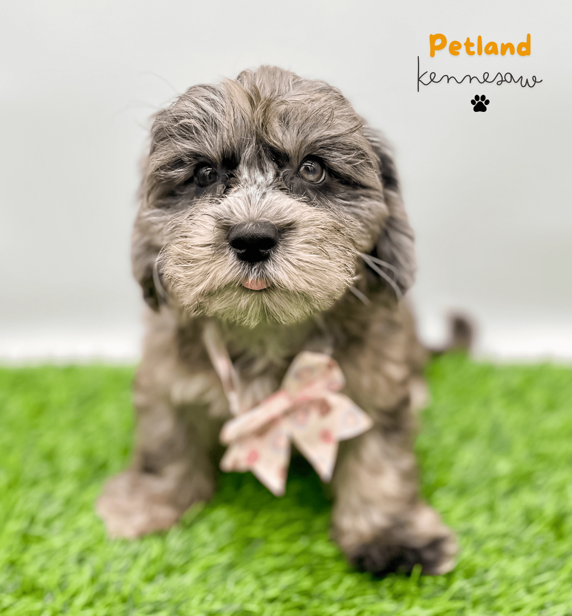 Dogs & Puppies for Sale Near Atlanta - Petland Kennesaw, Georgia
