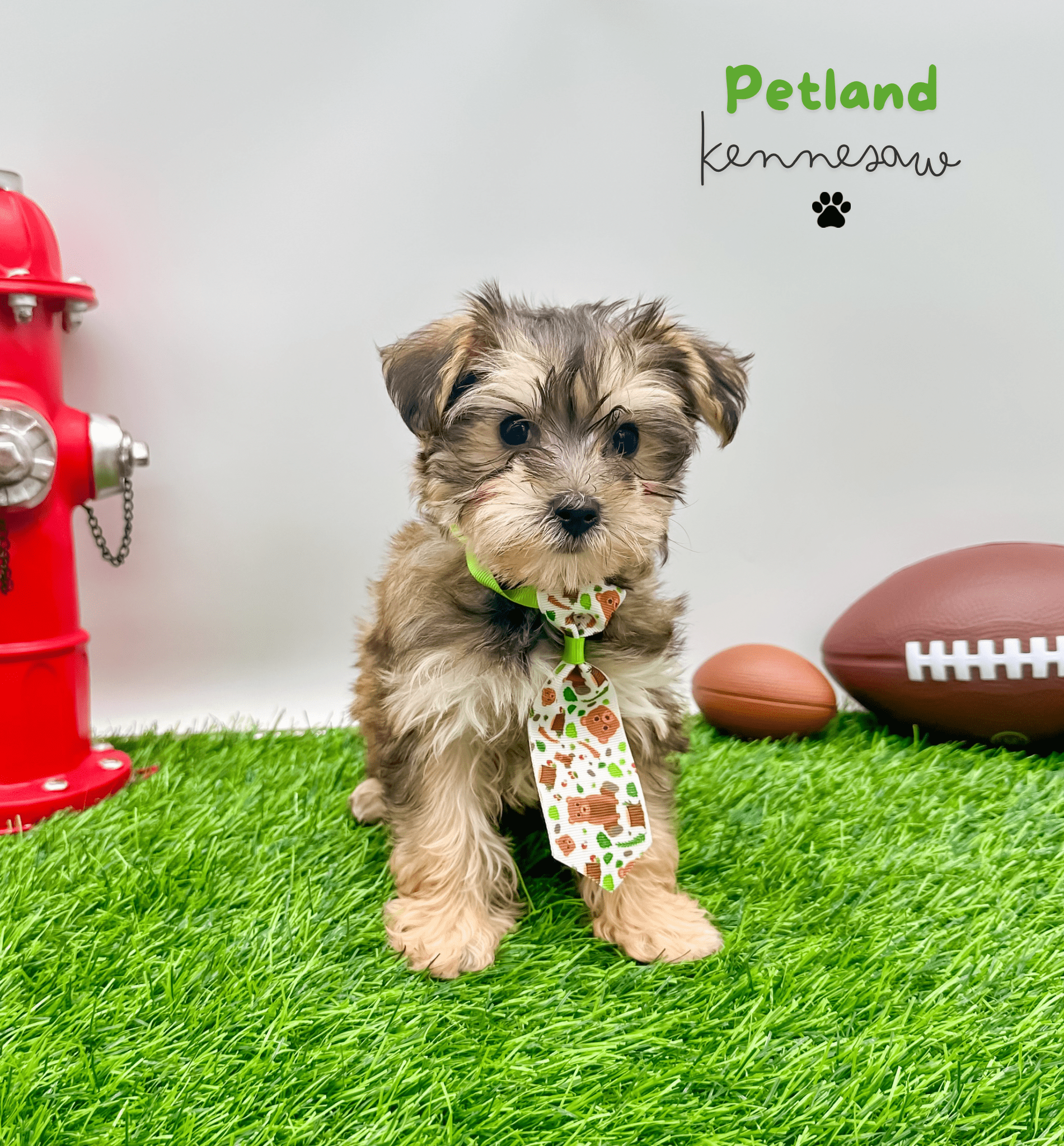 Petland Kennesaw, Georgia - Puppies, Pet Supplies & Food