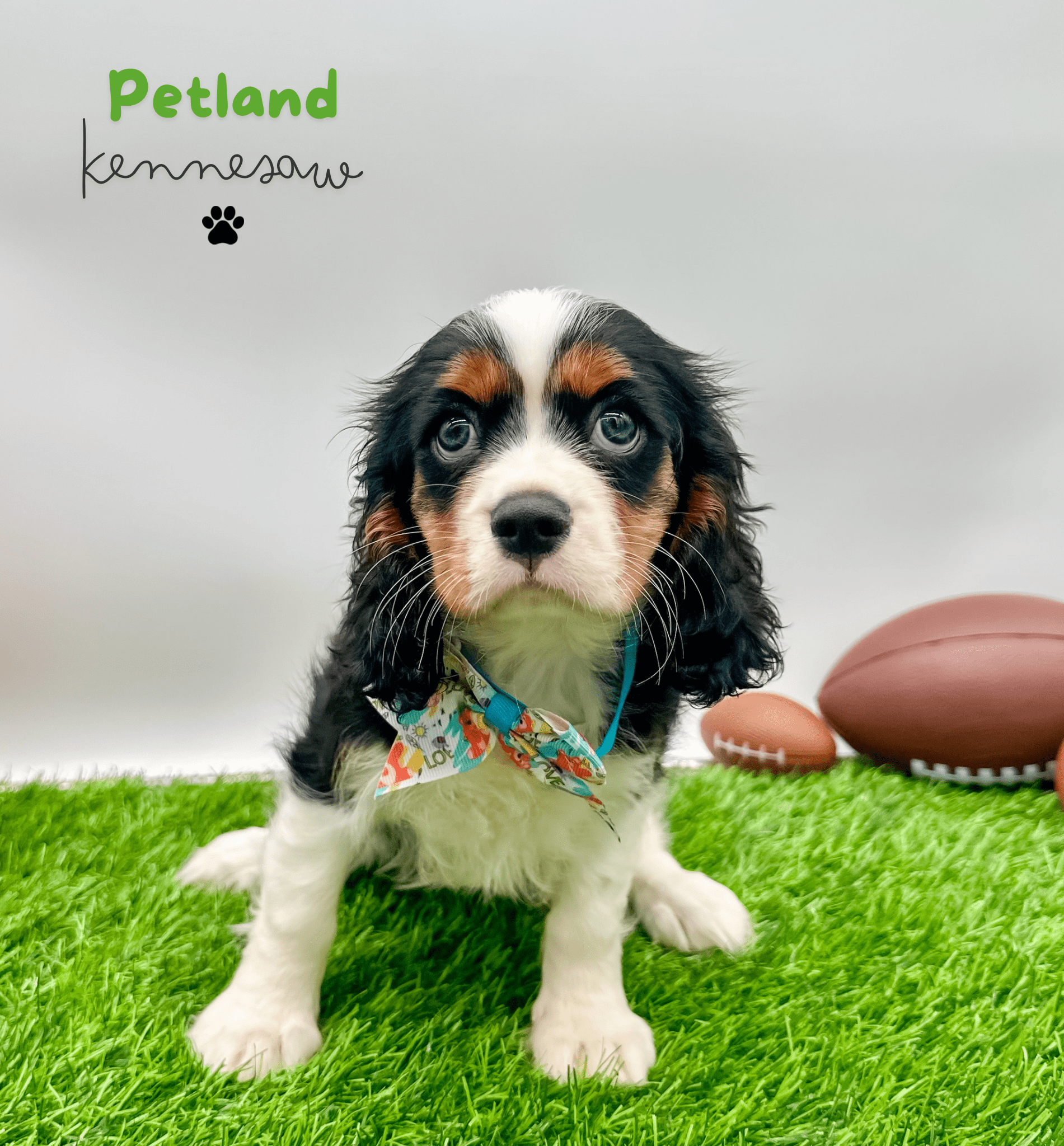 Dogs & Puppies for Sale Near Atlanta - Petland Kennesaw, Georgia