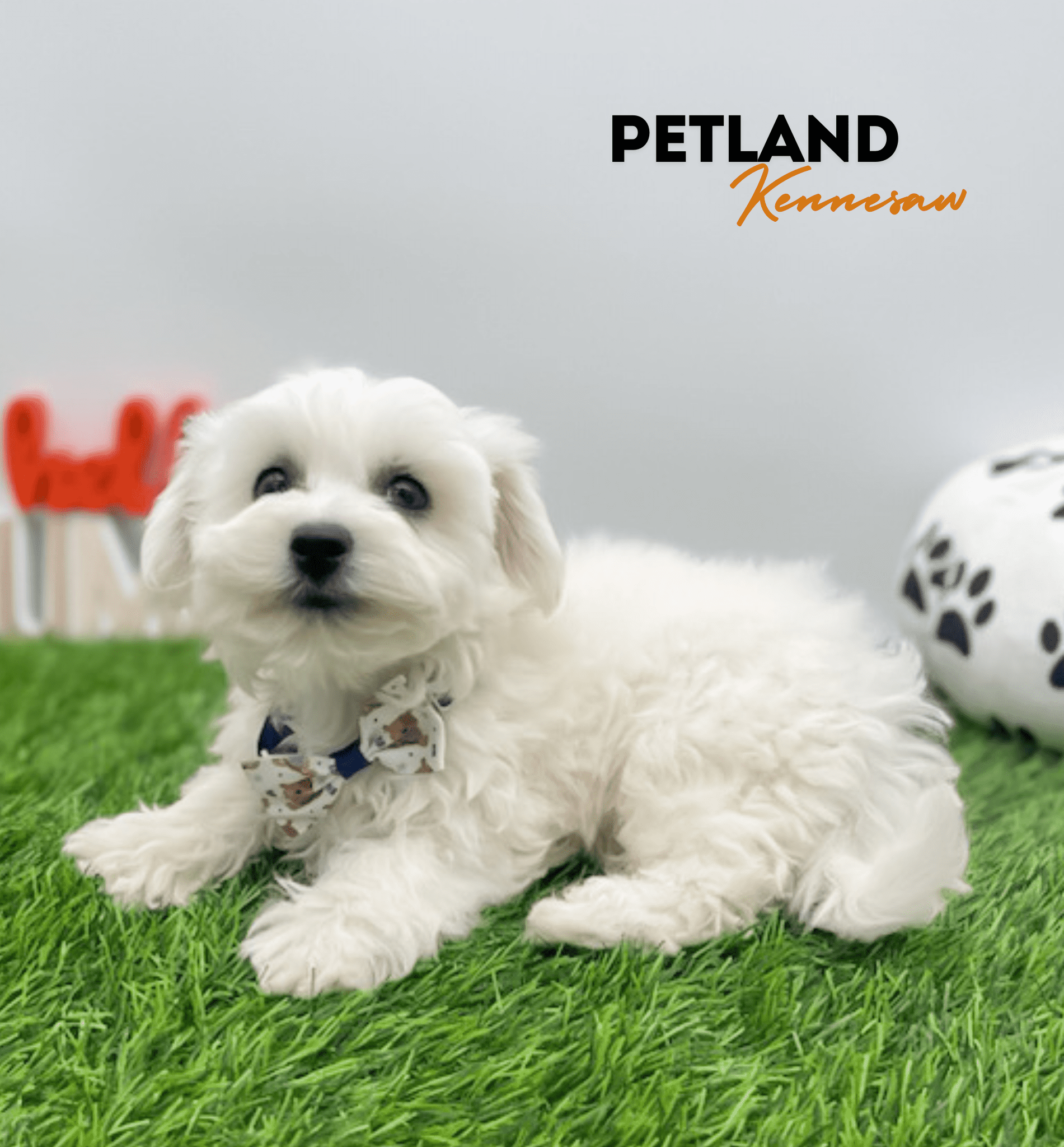 Dogs & Puppies for Sale Near Atlanta - Petland Kennesaw, Georgia