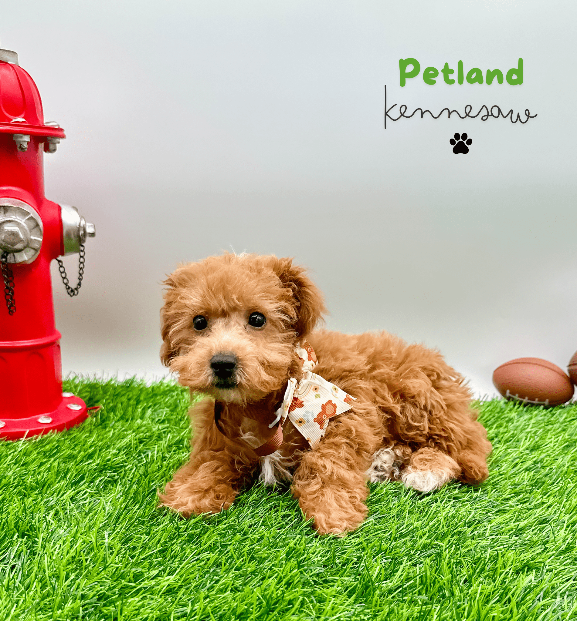 Dogs & Puppies for Sale Near Atlanta - Petland Kennesaw, Georgia