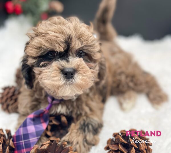 Havapoo Puppies For Sale - Petland Kennesaw, Georgia