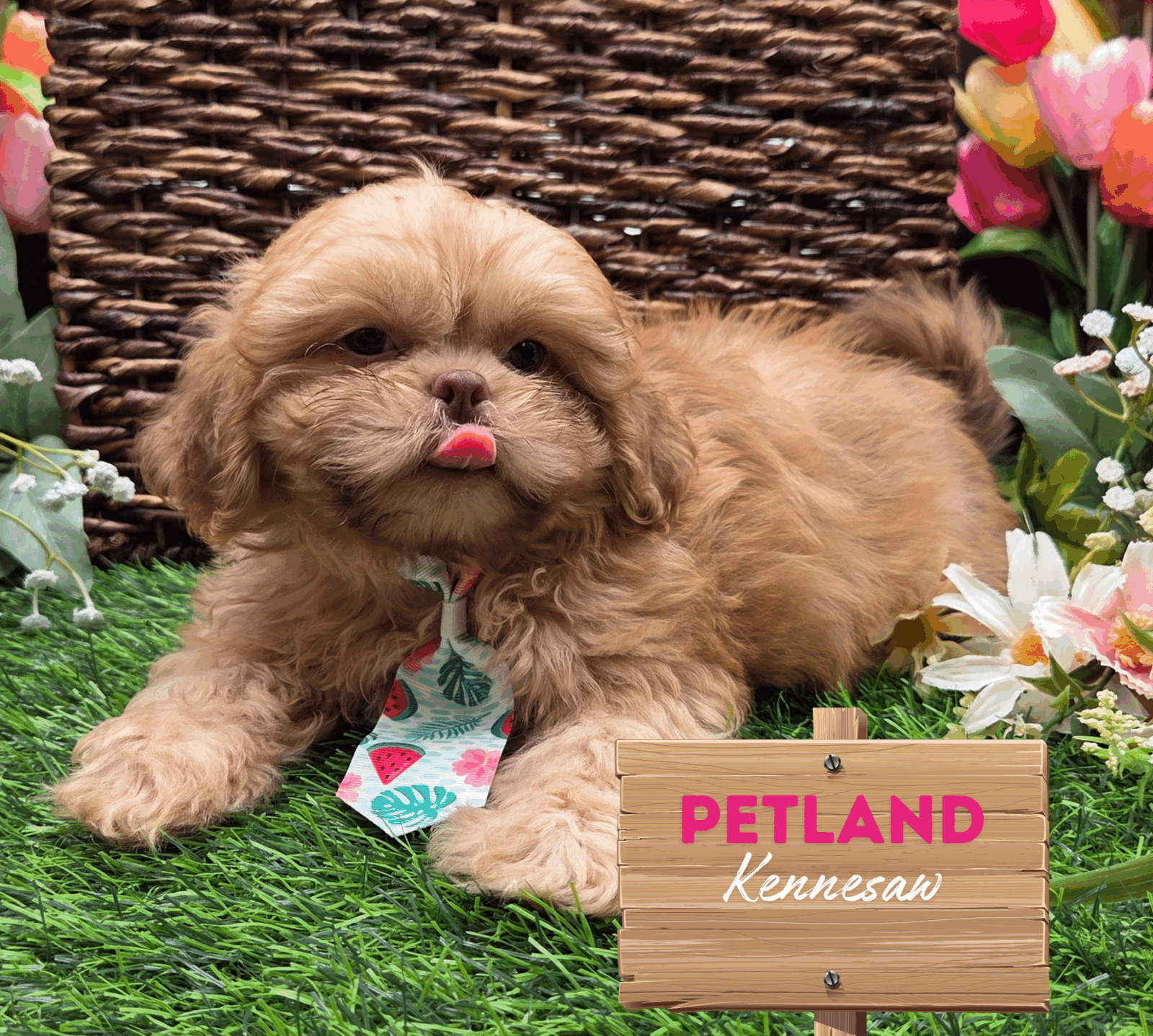 Atlanta's Premier Pet Store in Kennesaw, GA | Petland Kennesaw